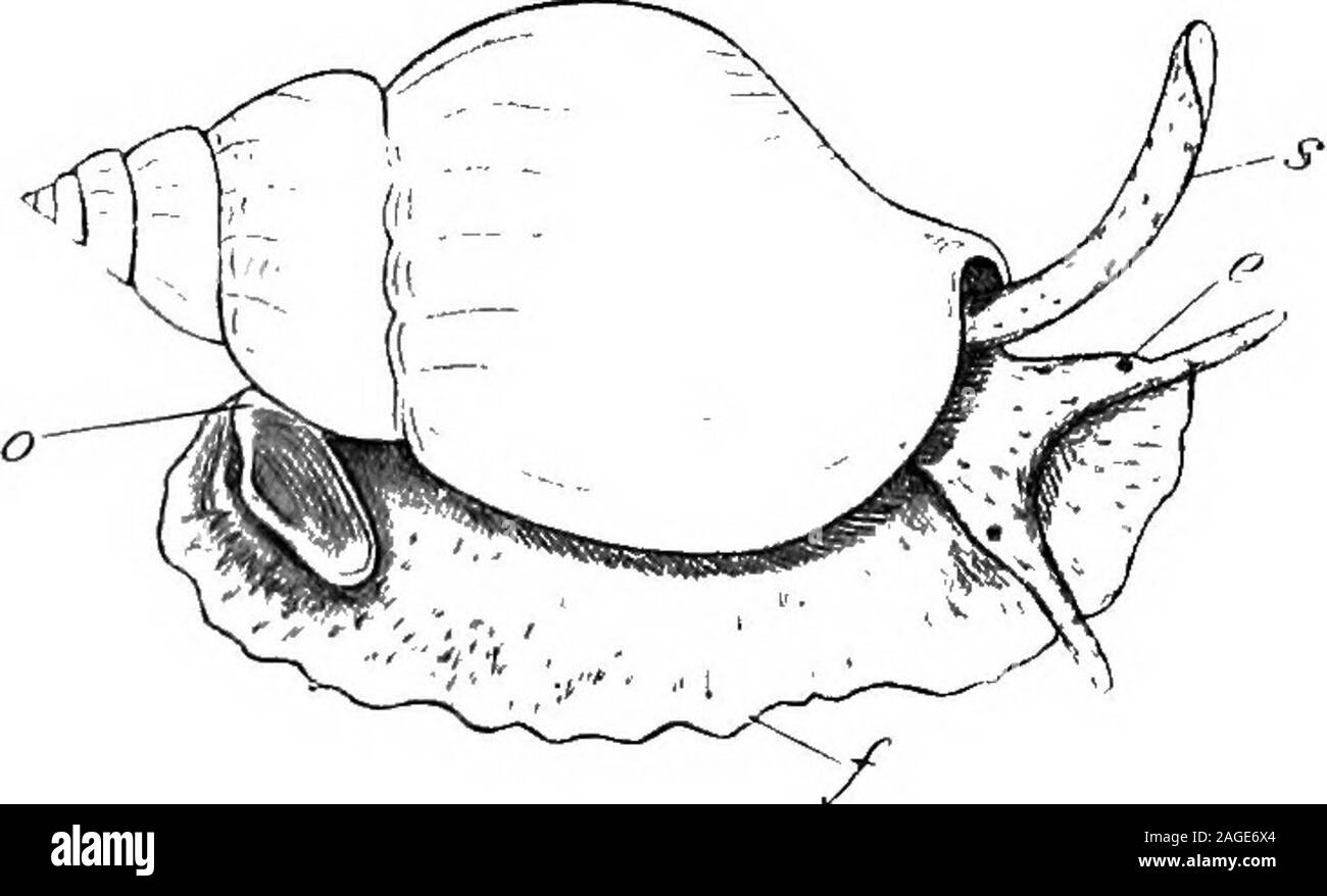 . Outlines of zoology. tyof structure, this being especially true of ...