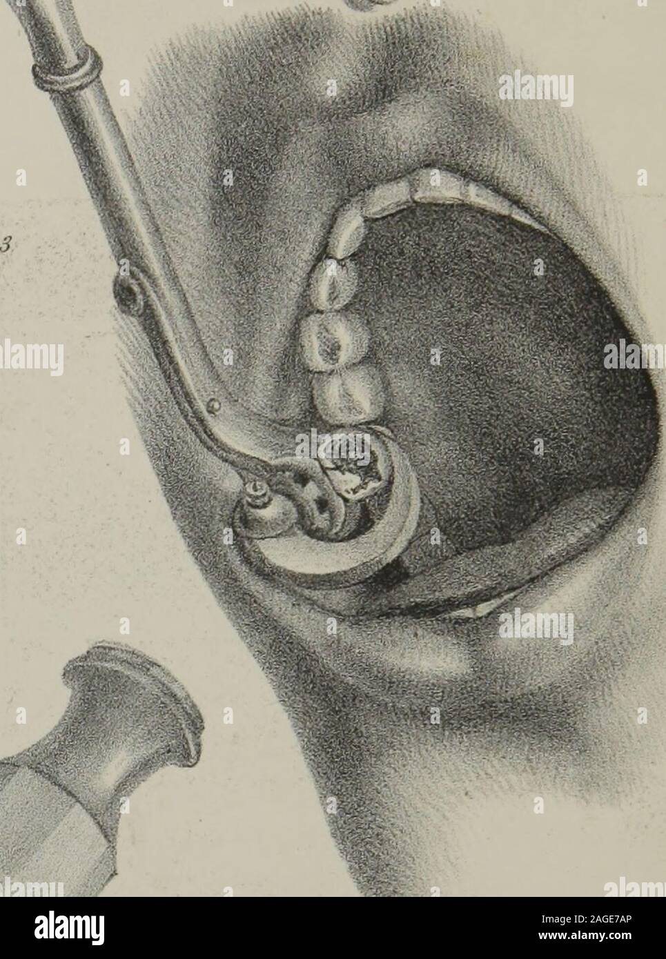 . The anatomy, physiology and pathology of the human teeth : with the ...