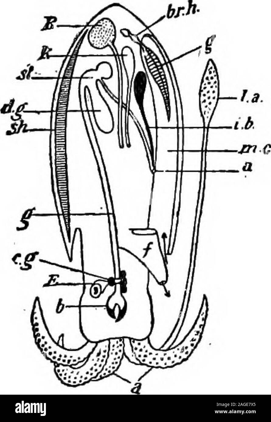 Mantle cavity hi-res stock photography and images - Alamy