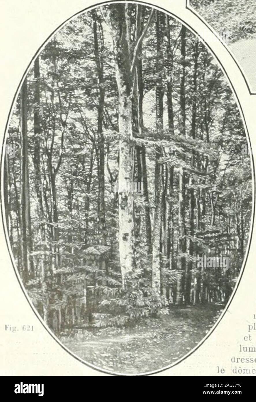 Belle goutte hi-res stock photography and images - Alamy