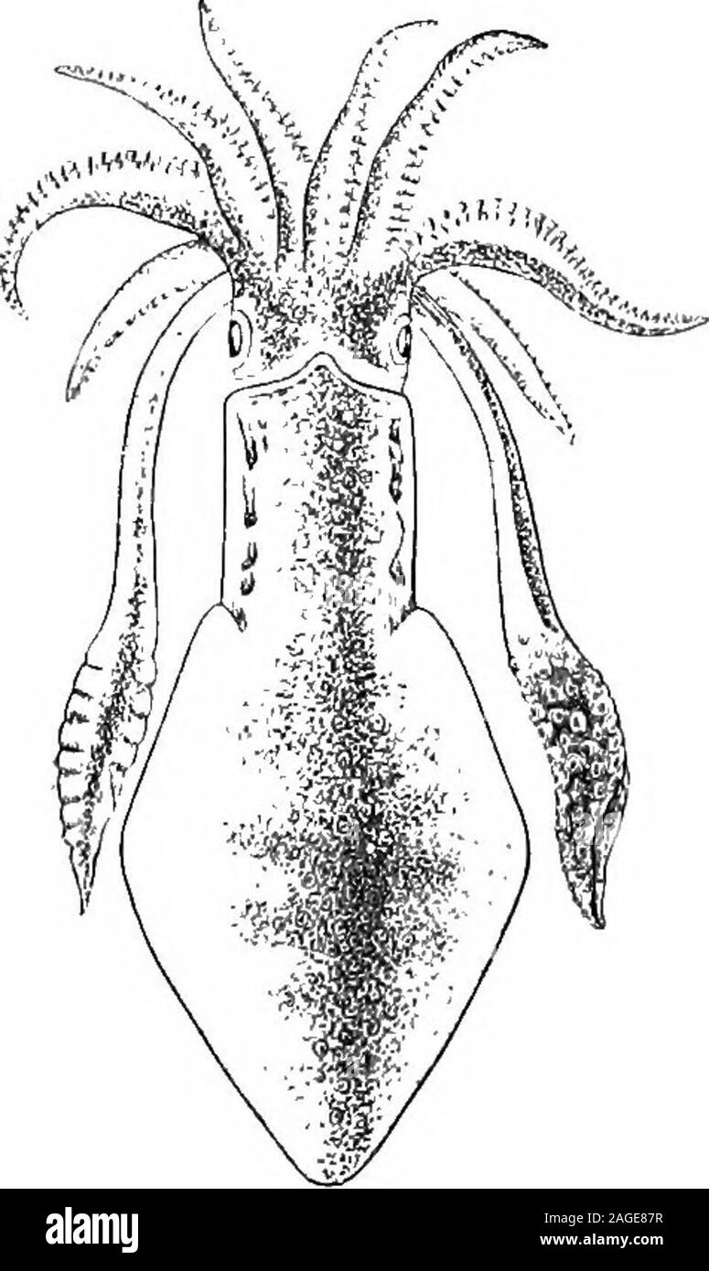 Mesopodium hi-res stock photography and images - Alamy