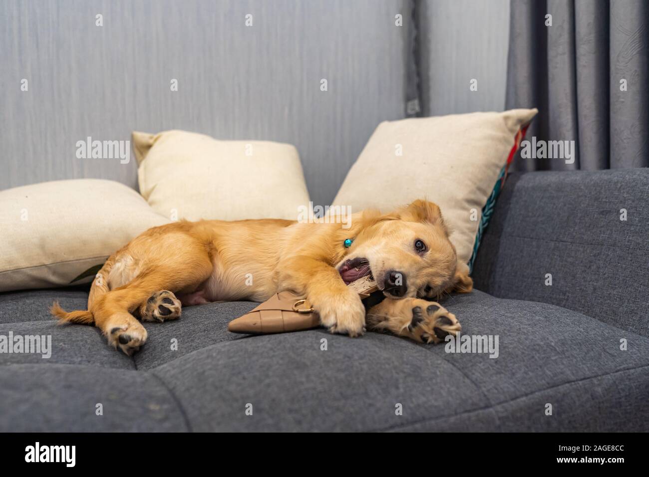 Pretty golden retriever puppy biting a shoe on sofa Stock Photo - Alamy