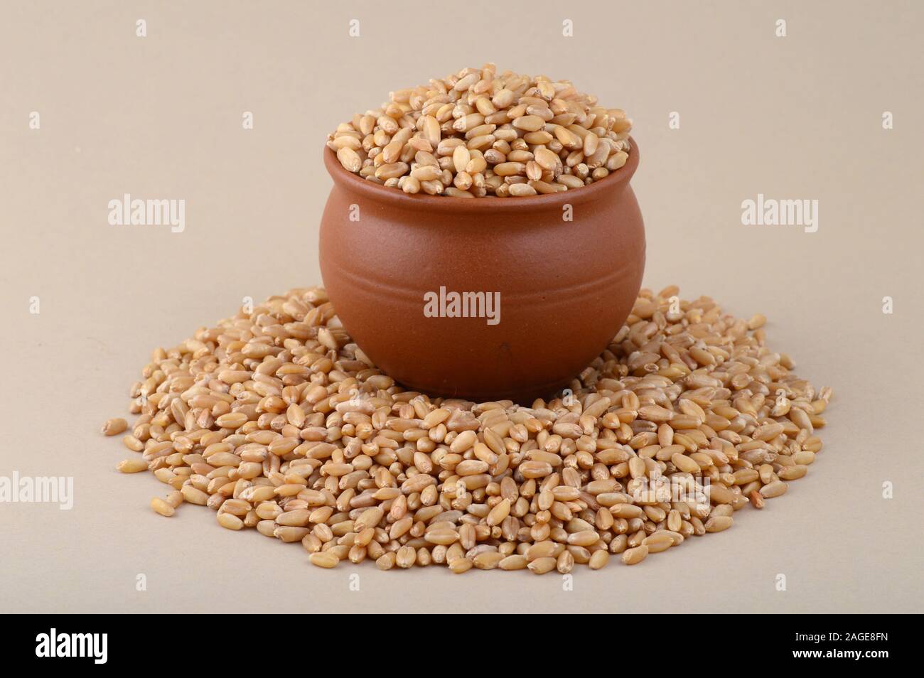 Winter wheat in pot hi-res stock photography and images - Alamy