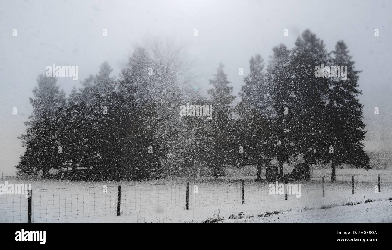 Large conifers in the countryside during a snowstorm Stock Photo - Alamy