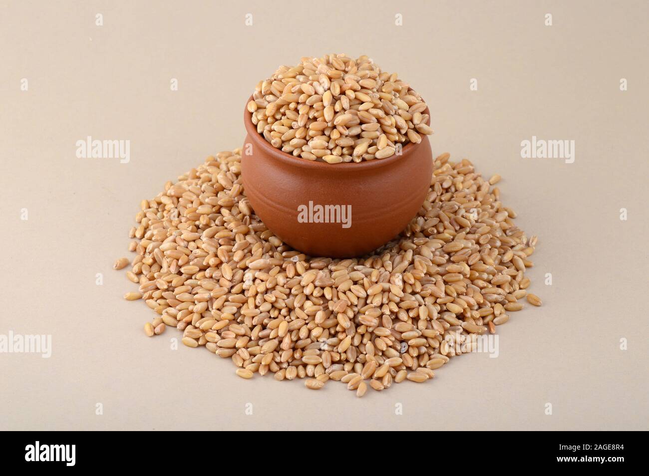 Winter wheat in pot hi-res stock photography and images - Alamy