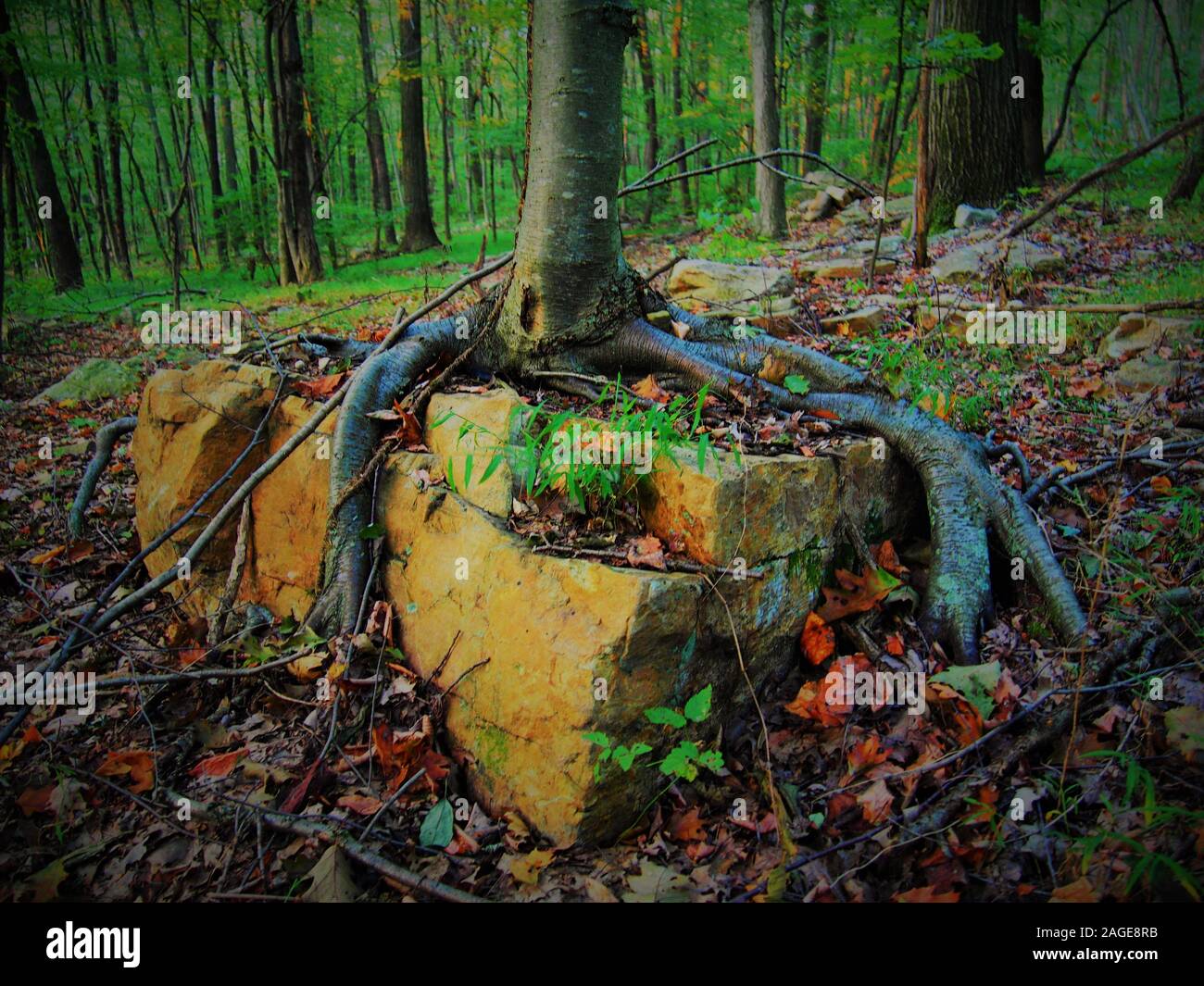 Appalachian Trail Rock Tree Stock Photo - Alamy