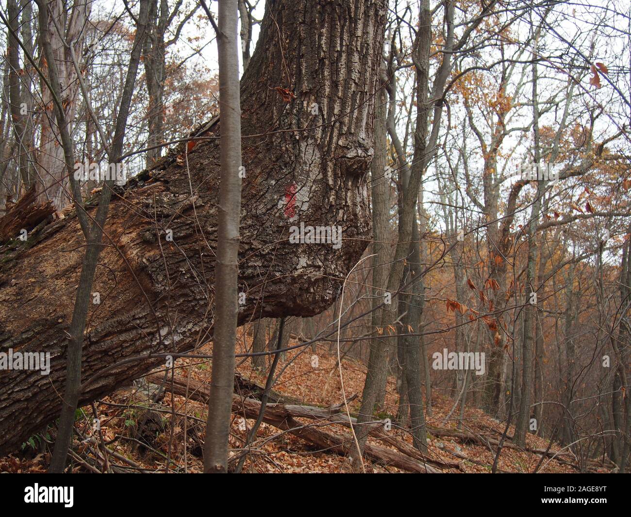 Ent tree hi-res stock photography and images - Alamy