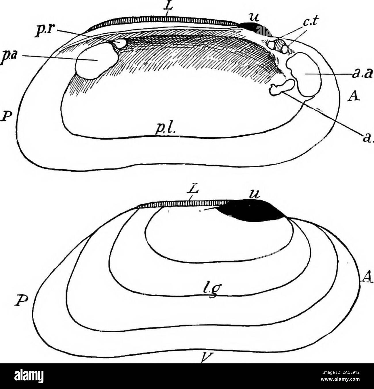 Lateral growth Black and White Stock Photos & Images - Alamy