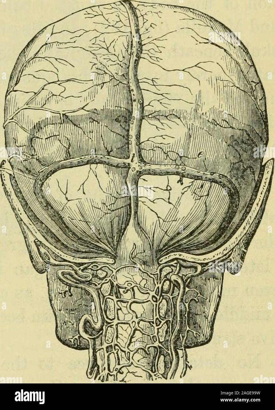 Posterior view of the brain hi-res stock photography and images - Alamy