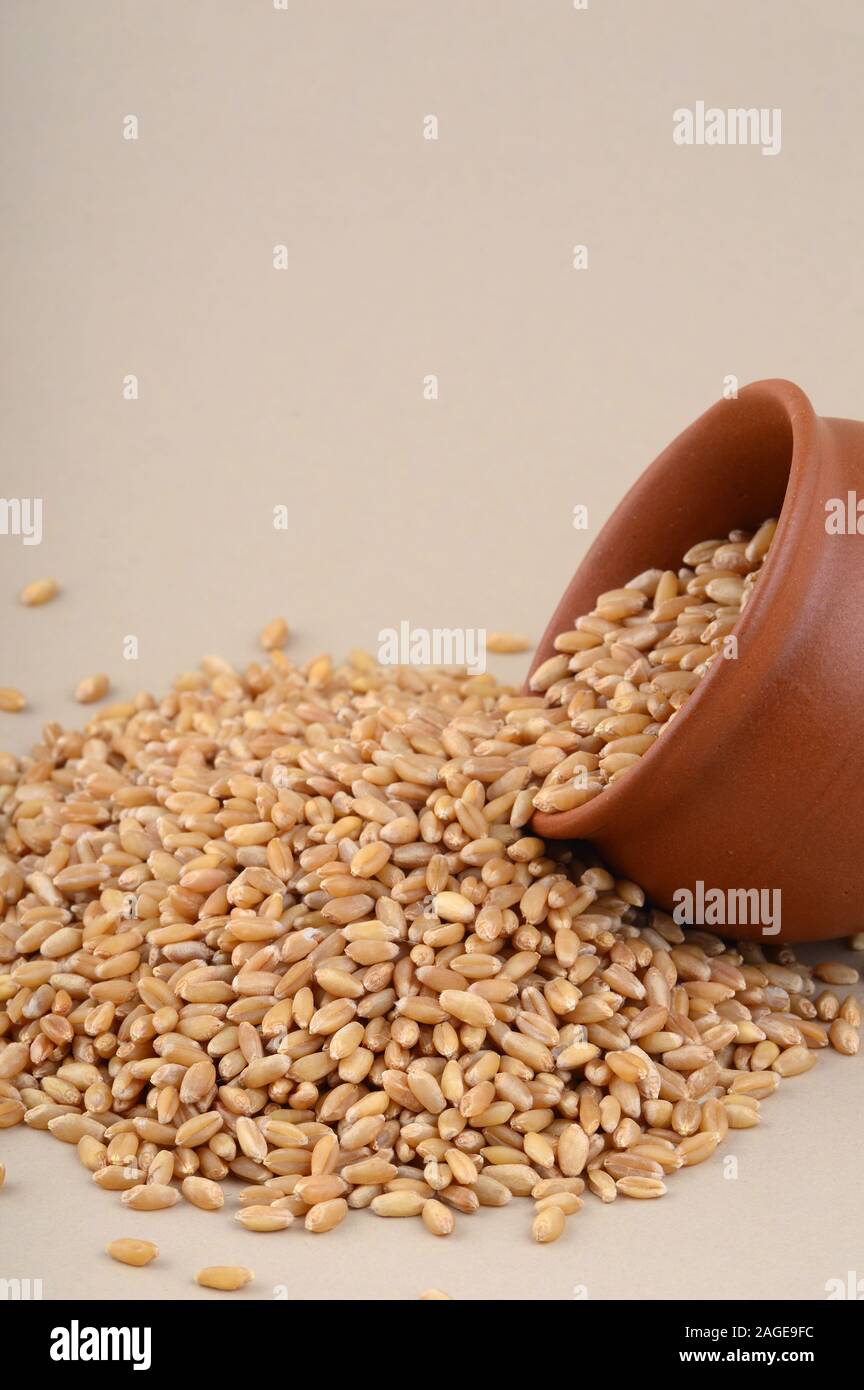Winter wheat in pot hi-res stock photography and images - Alamy
