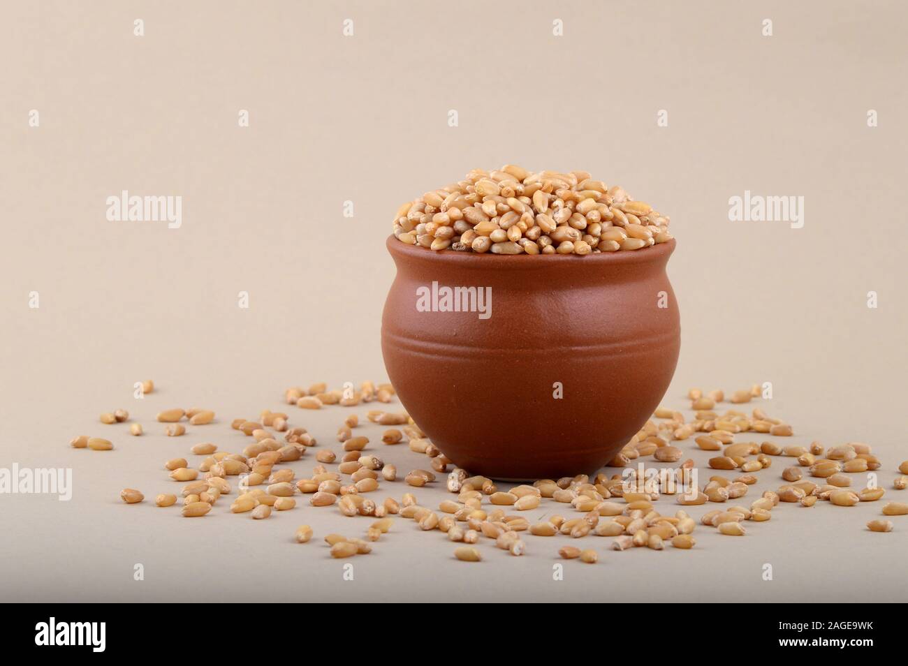 Winter wheat in pot hi-res stock photography and images - Alamy