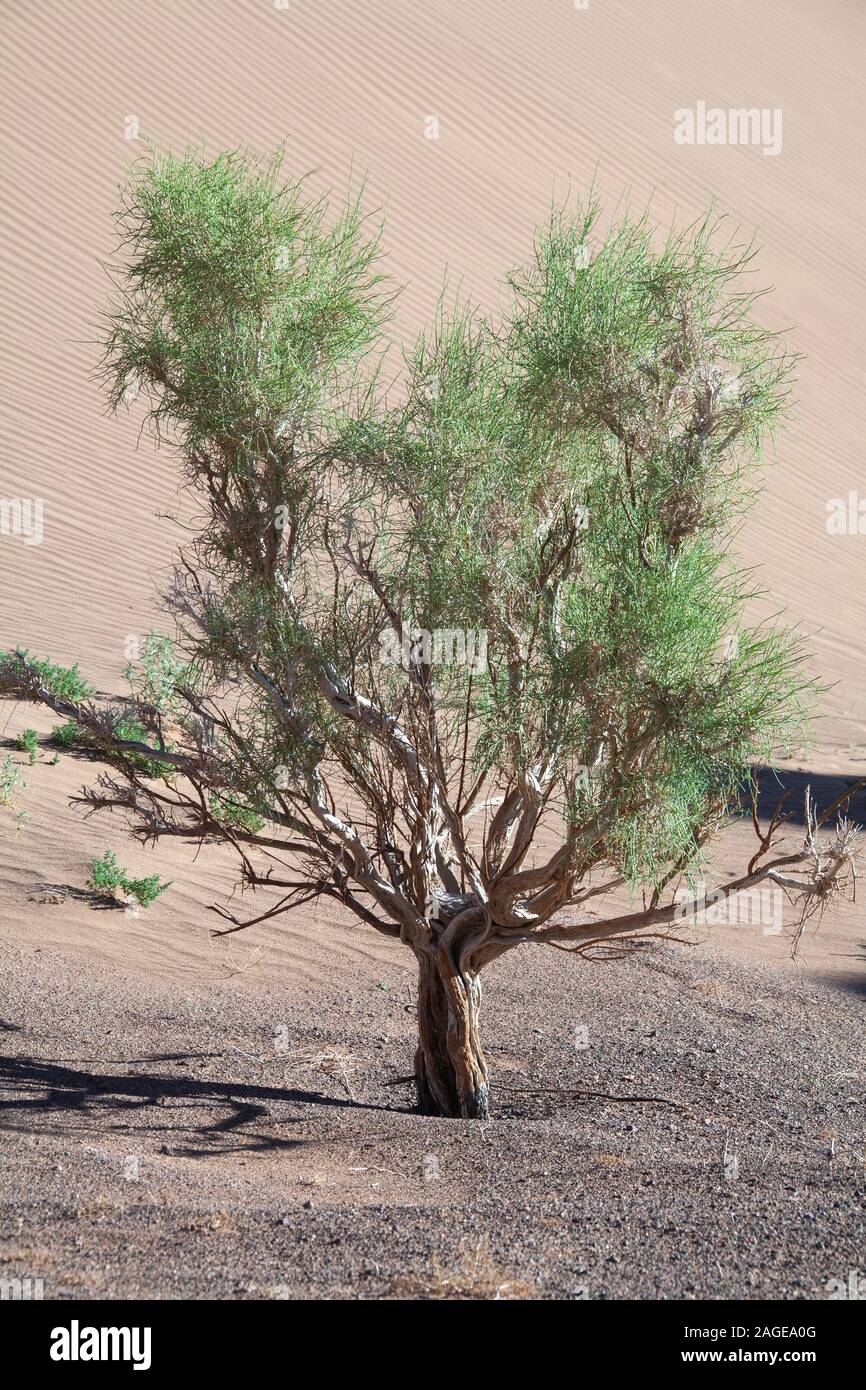 Gobi Desert Singing Sand Dunes tree Stock Photo - Alamy