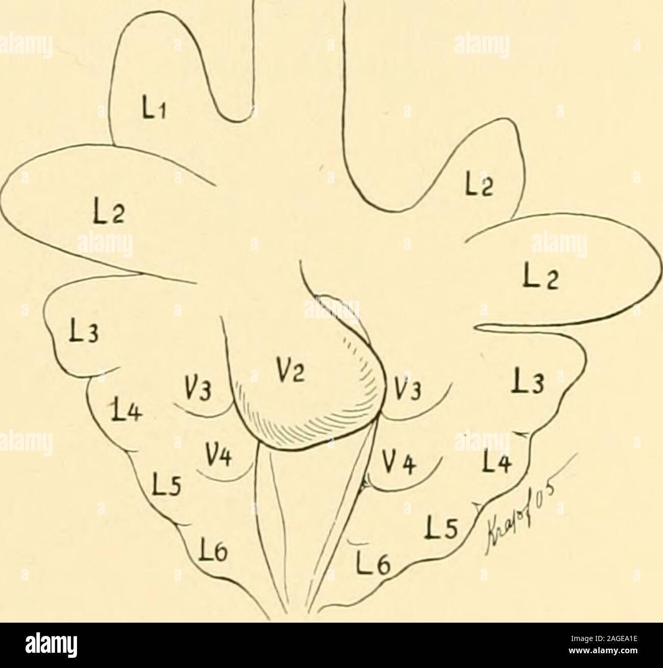 Pig s lungs hi-res stock photography and images - Alamy