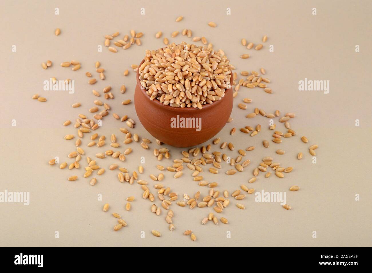 Winter wheat in pot hi-res stock photography and images - Alamy