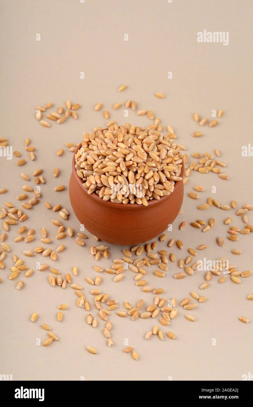 Winter wheat in pot hi-res stock photography and images - Alamy