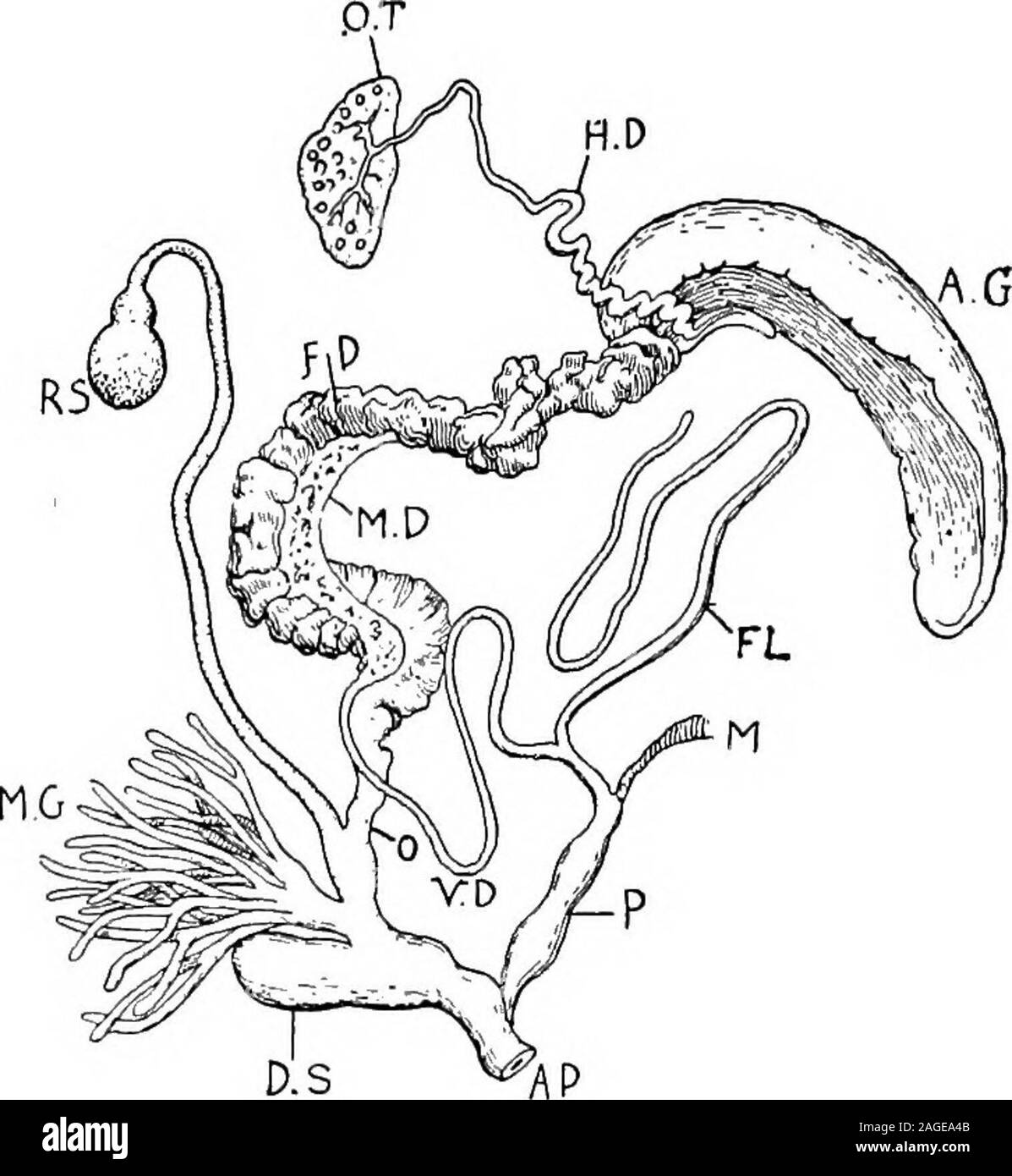 Pulmonary snail Black and White Stock Photos & Images - Alamy