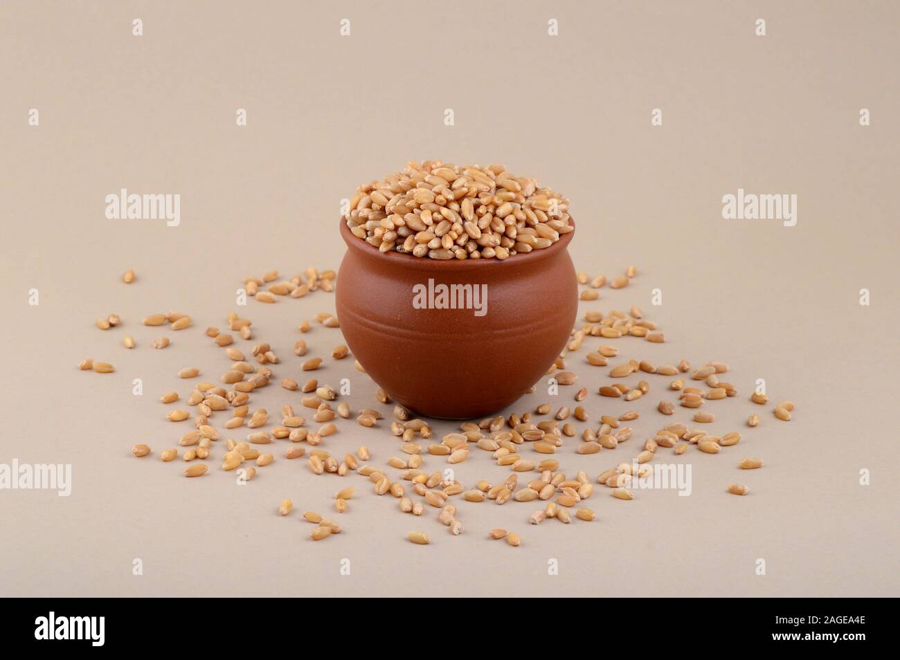 Winter wheat in pot hi-res stock photography and images - Alamy