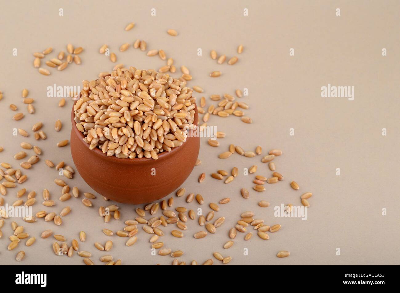 Winter wheat in pot hi-res stock photography and images - Alamy