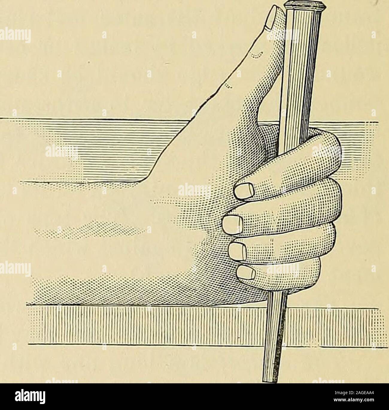 Anterior thigh muscles hi-res stock photography and images - Alamy