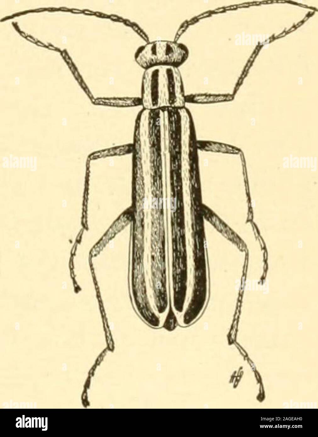 . Manual of vegetable-garden insects. ember and are most abun-dant ...