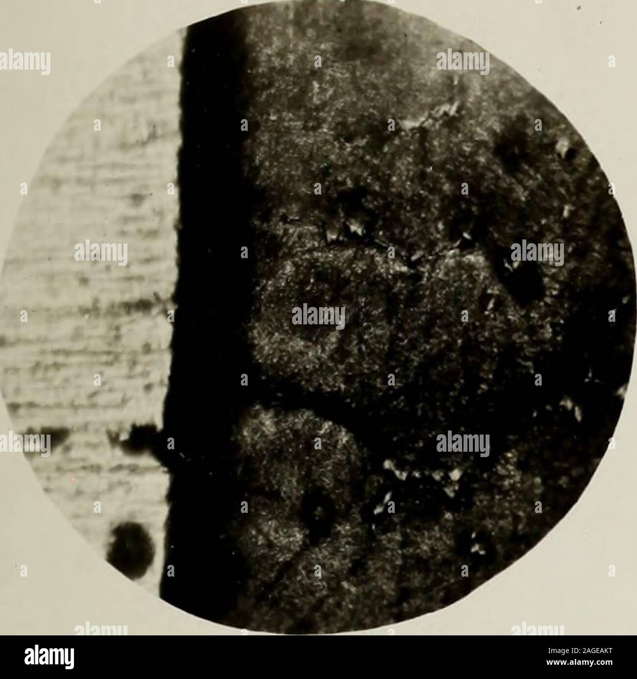 . Alloys of tungsten by diffusion. Fig. IX. Experiment 1. Furnace No. 1 ...