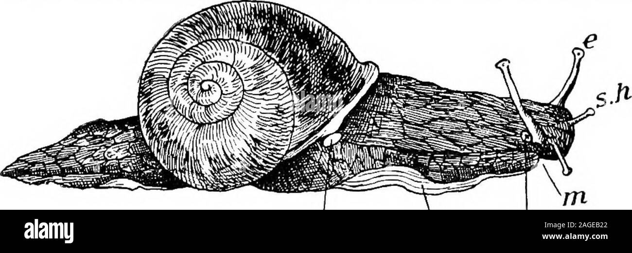 . Outlines of zoology. phridia. The rest of the cavity of the body is ...