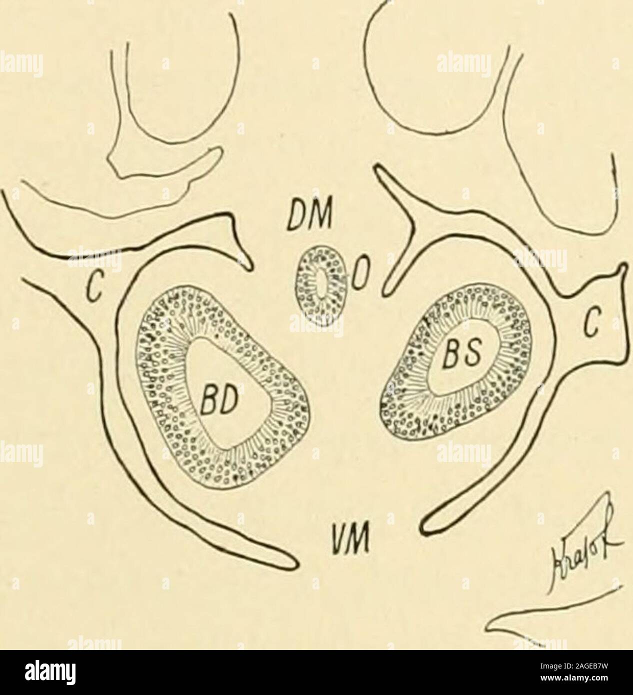 . The American journal of anatomy. oseph Marshall Flint 31 phagus and ...