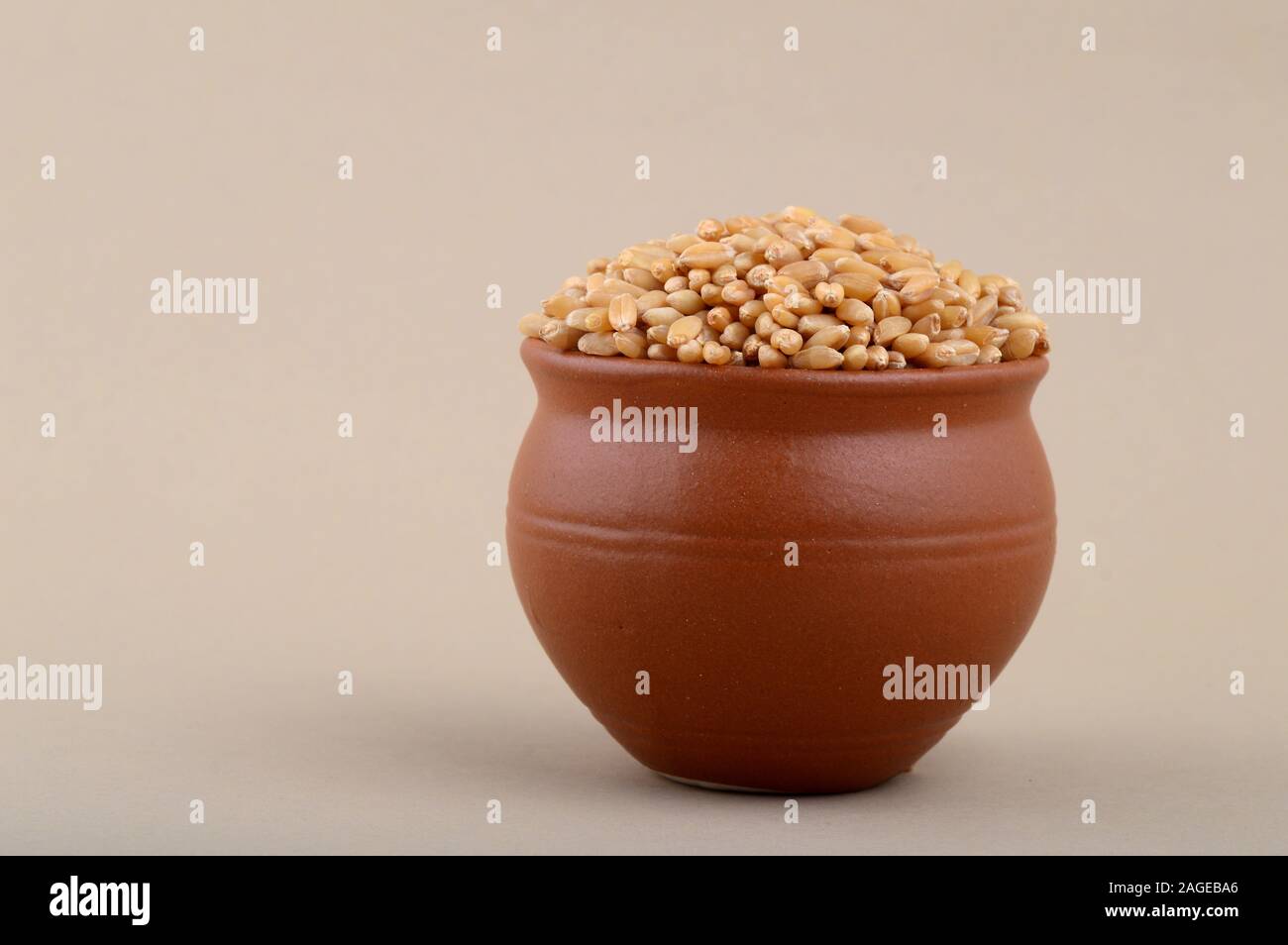 Winter wheat in pot hi-res stock photography and images - Alamy