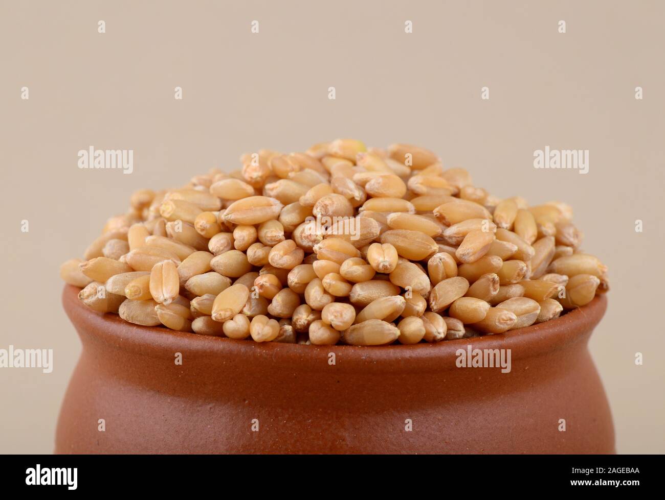 Winter wheat in pot hi-res stock photography and images - Alamy