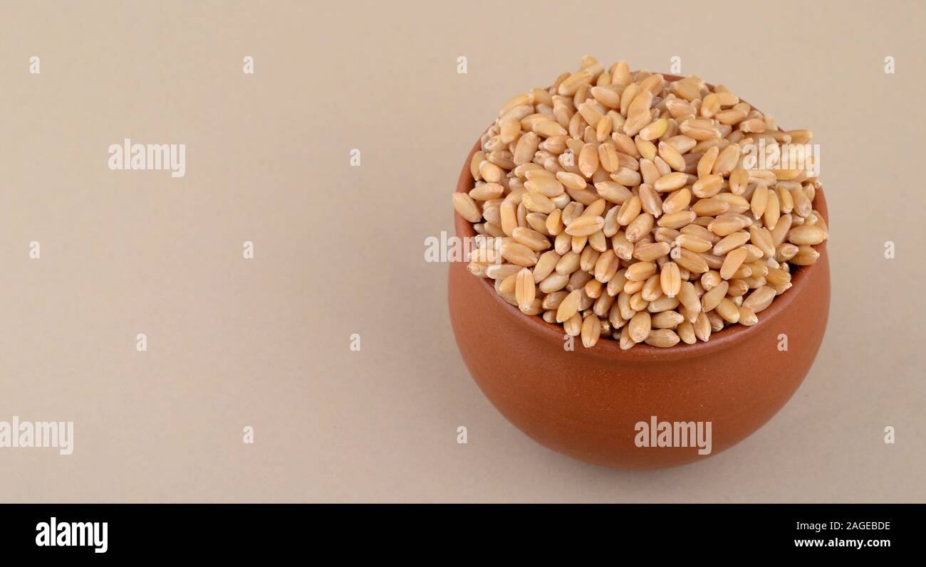 Winter wheat in pot hi-res stock photography and images - Alamy