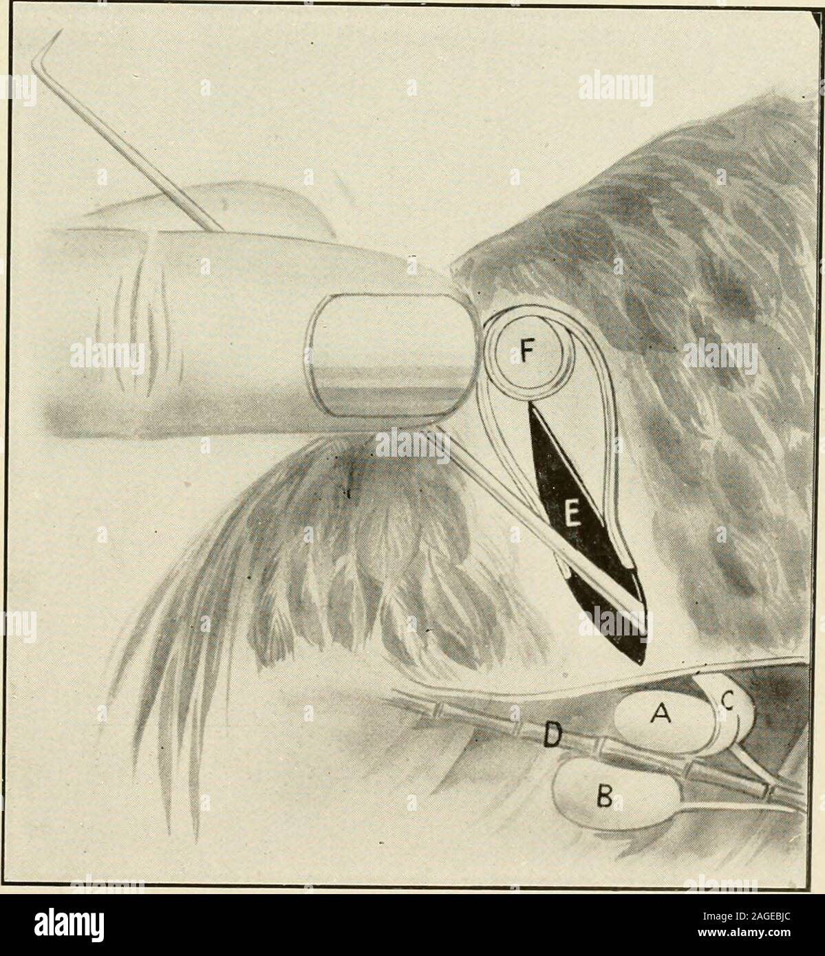 . Animal castration : a book for the use of students and practitioners ...