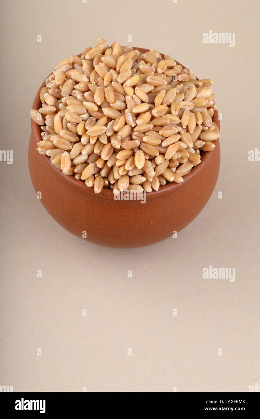 Winter wheat in pot hi-res stock photography and images - Alamy
