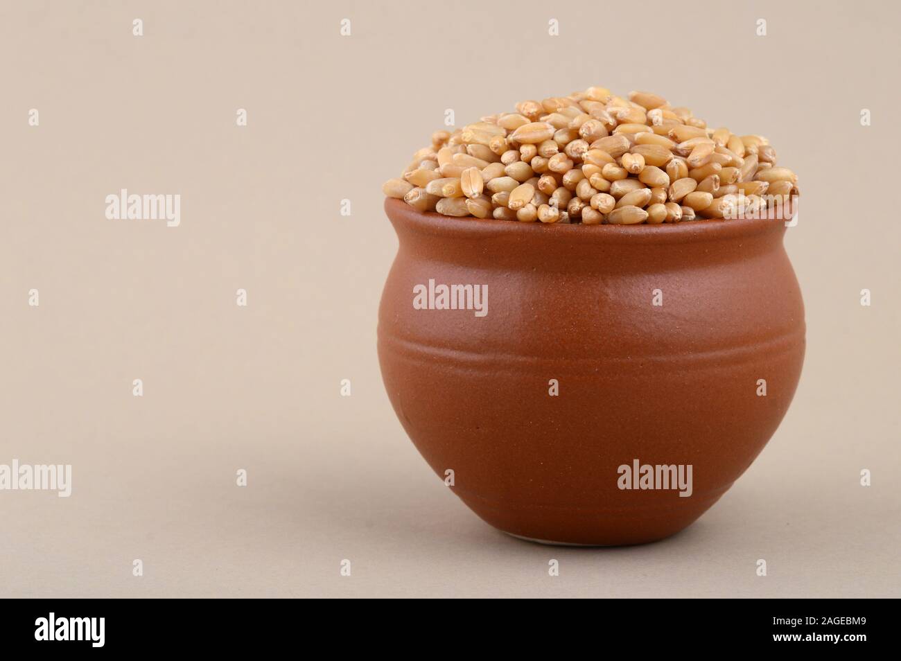 Winter wheat in pot hi-res stock photography and images - Alamy