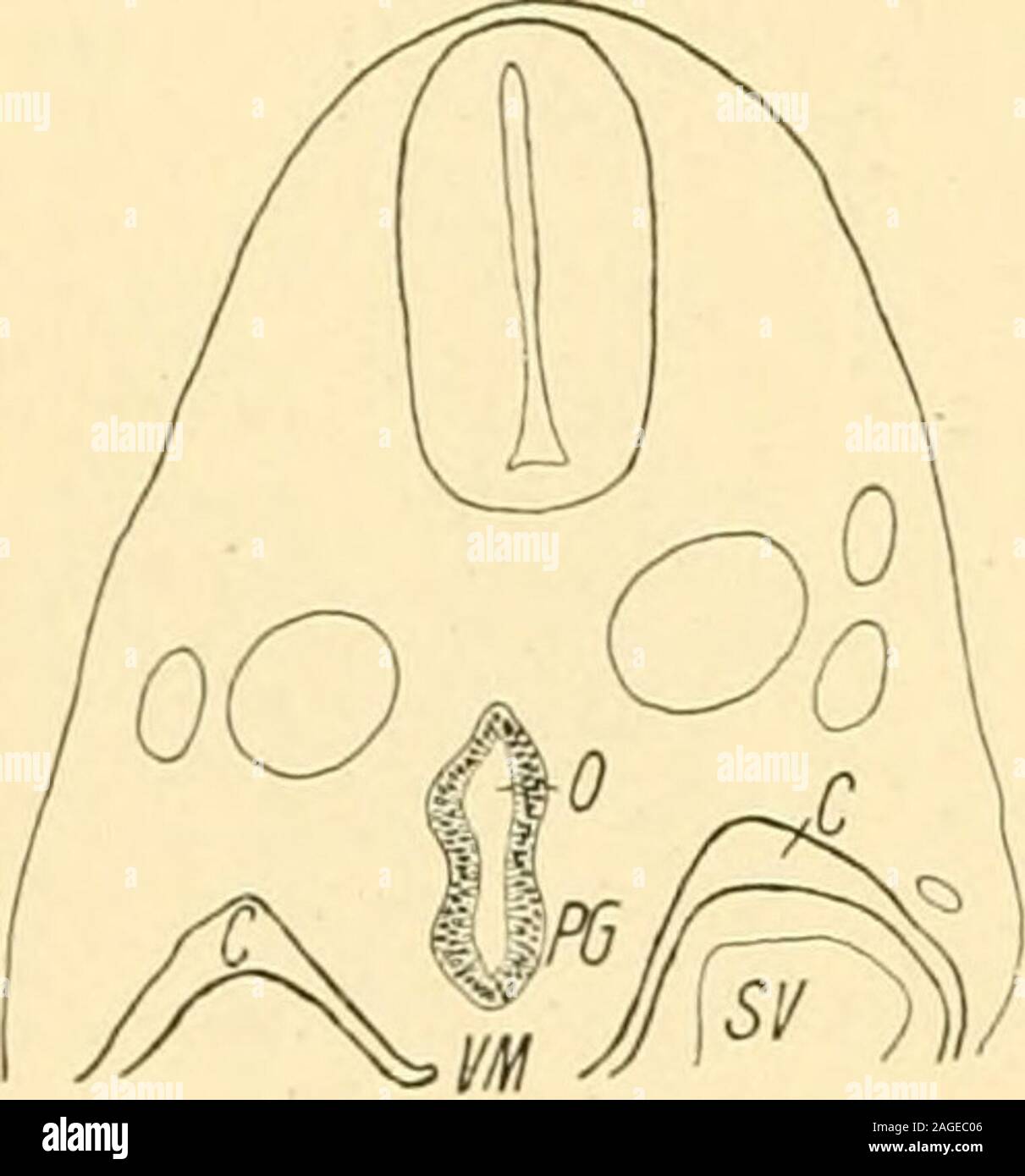. The American journal of anatomy. so agreater symmetry of the ...