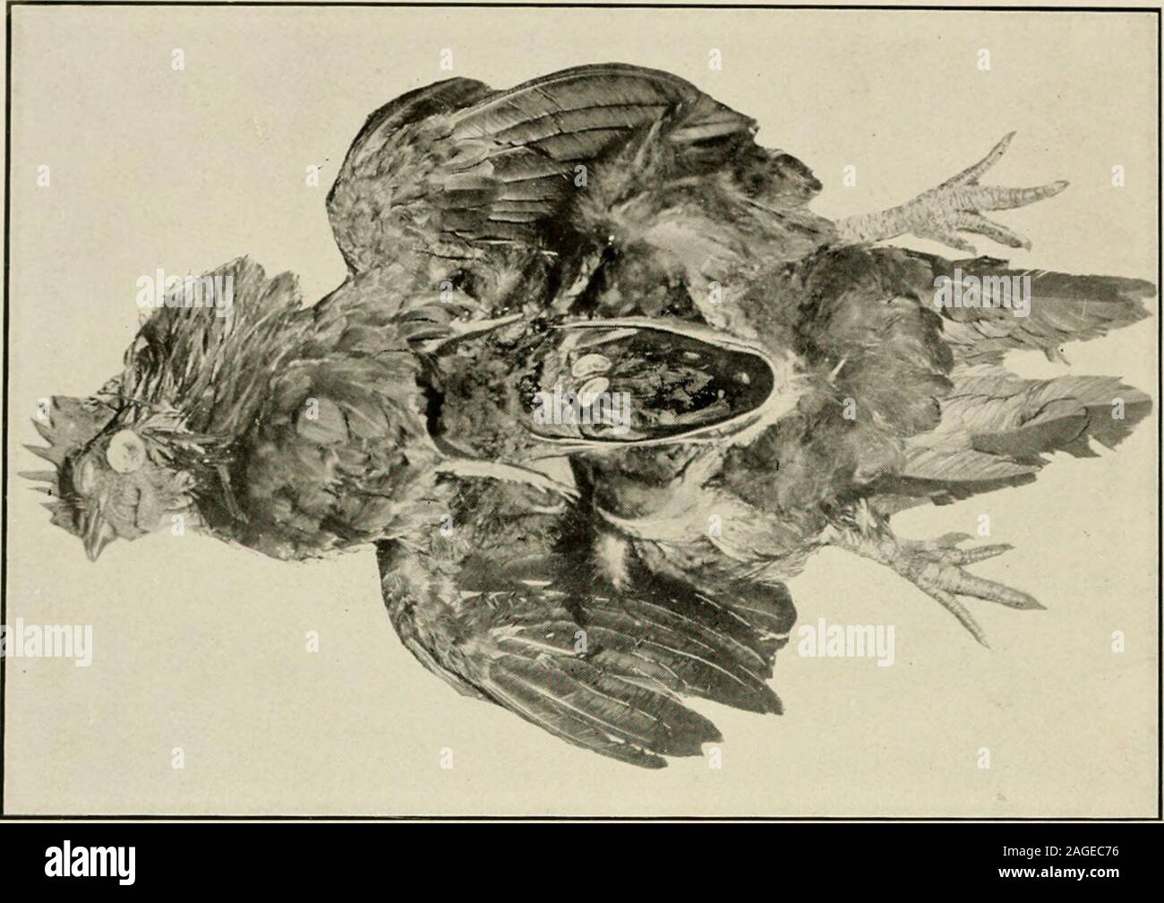 . Animal castration : a book for the use of students and practitioners ...