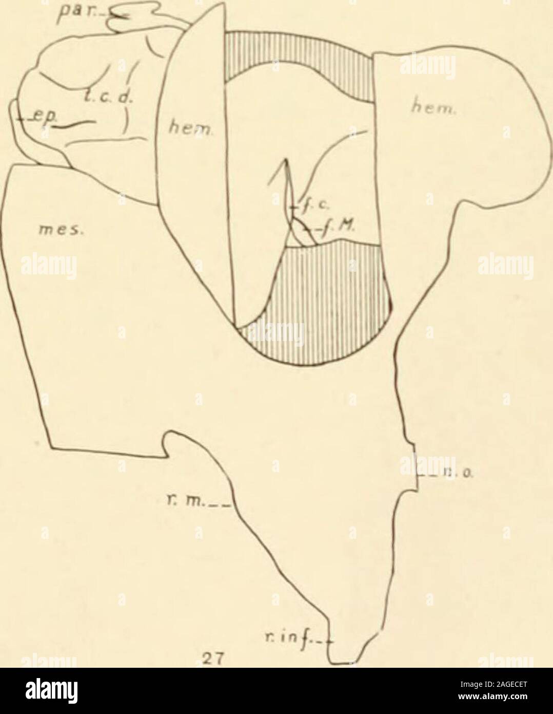 12 cranial nerves hi-res stock photography and images - Alamy