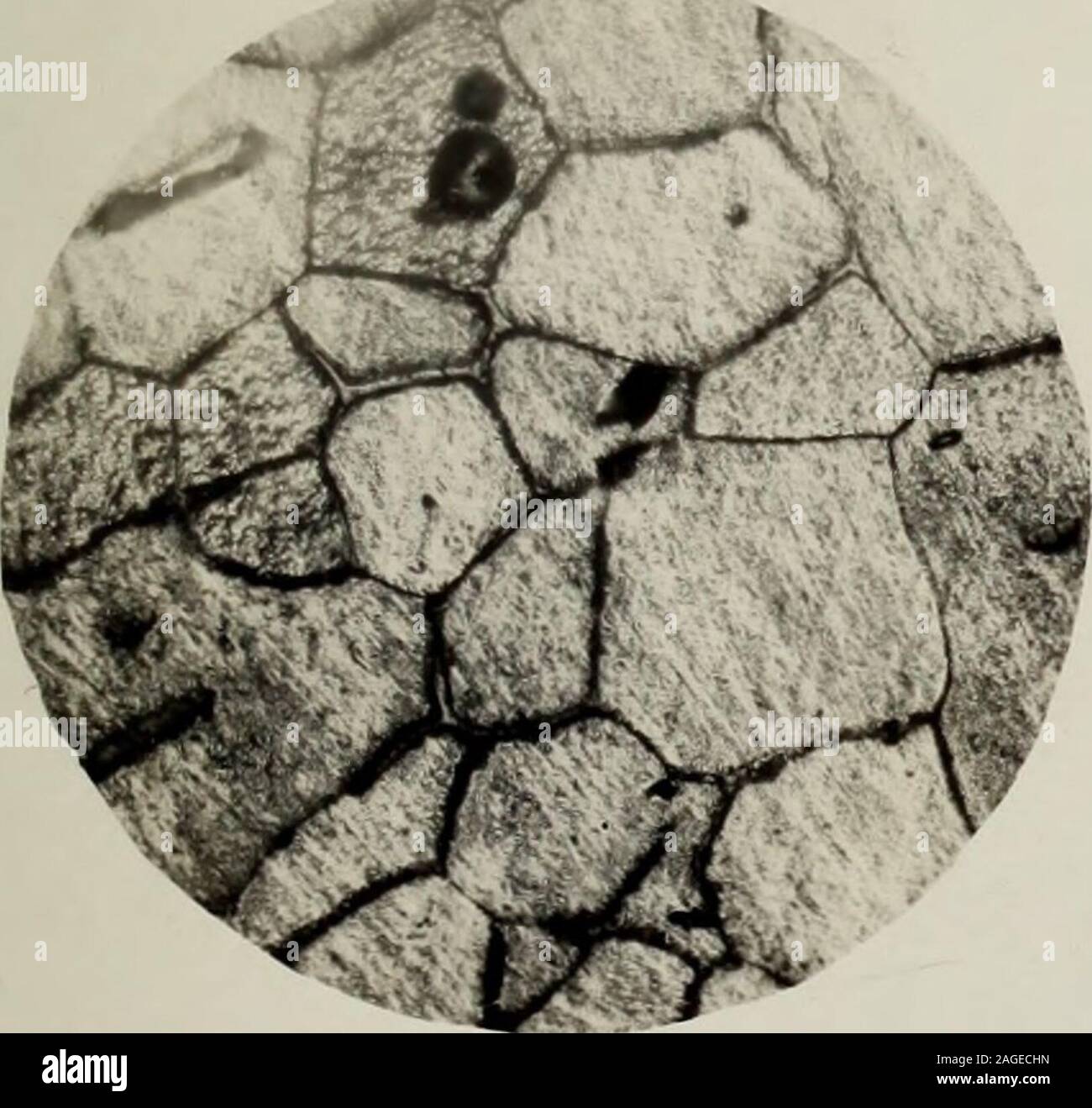 . Alloys of tungsten by diffusion. 14 the hydrofluoric acid, while, in ...