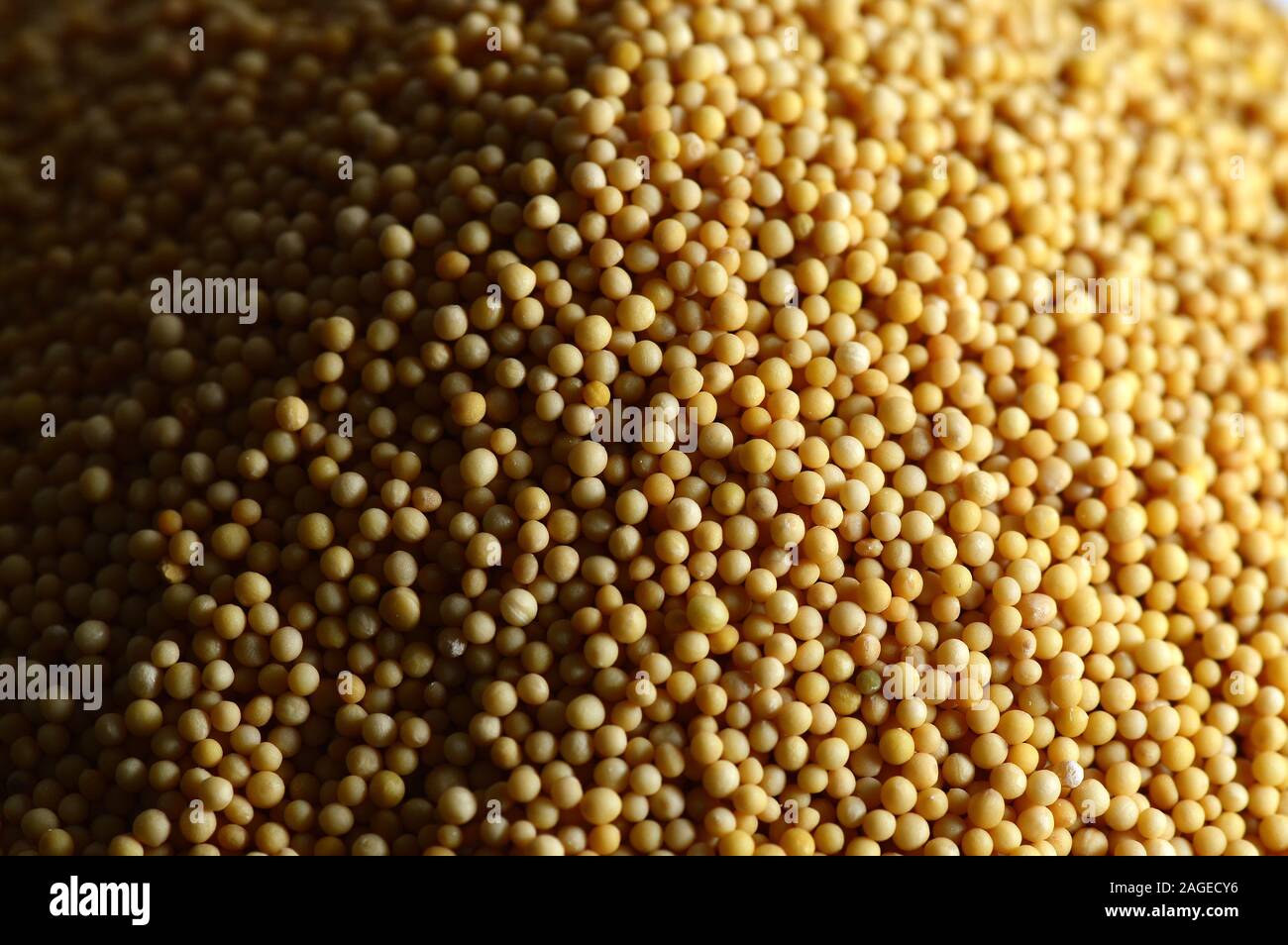 Yellow Mustard Seeds as a background texture Stock Photo - Alamy