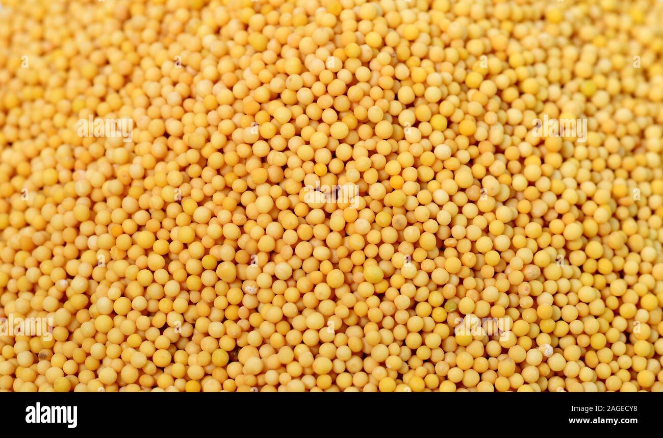 Yellow Mustard Seeds as a background texture Stock Photo - Alamy