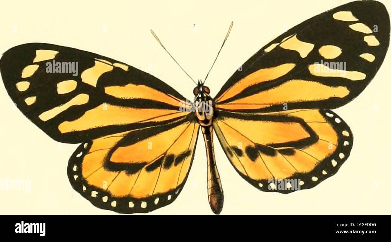 . The genera of diurnal lepidoptera : comprising their generic ...