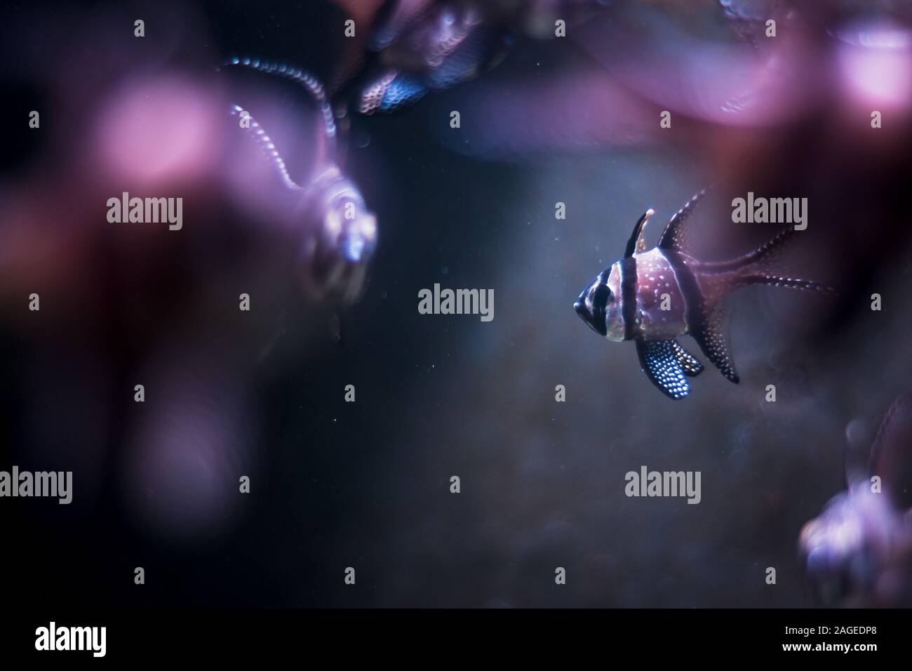 Closeup of a fish in an aquarium with its reflection under purple ...
