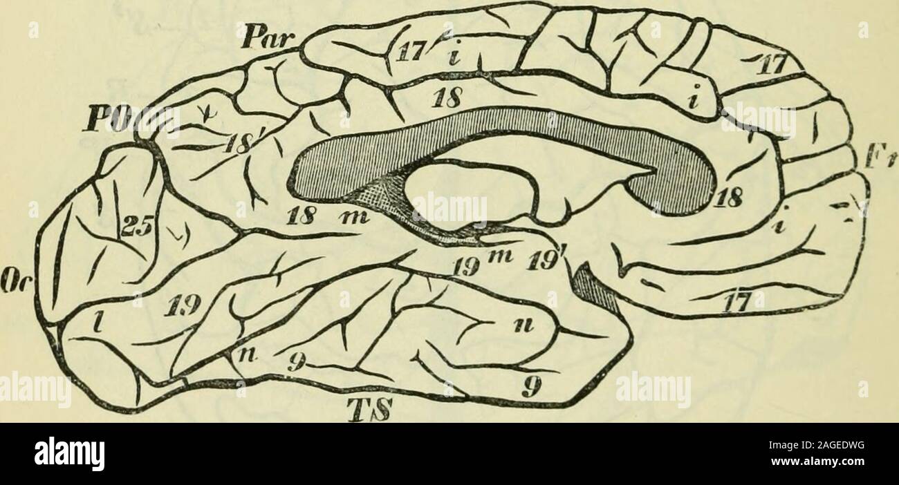 . The brain as an organ of mind. cending frontal, and 5, 5, pscending ...