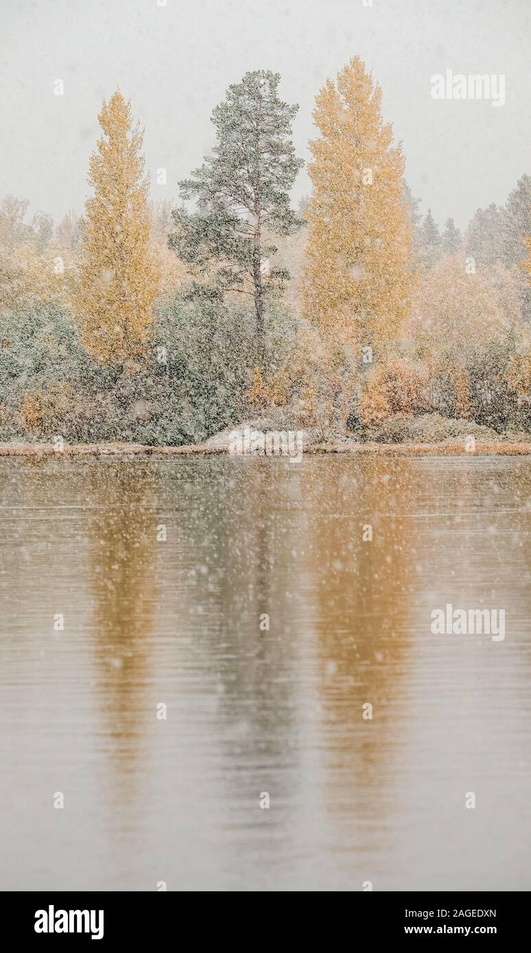 Vertical picture of colorful trees and falling snow reflecting on a ...