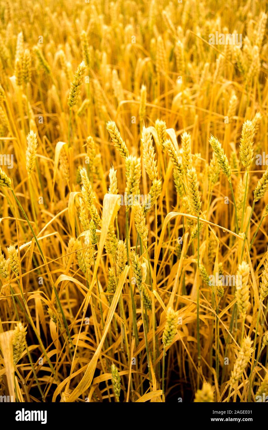 Vertical shot of yellow wheat field - great for a wallpaper Stock Photo ...