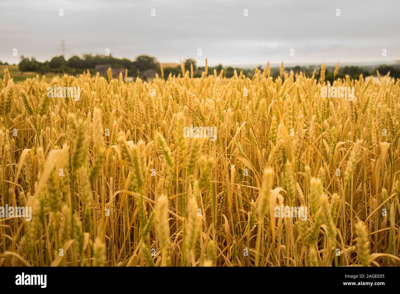 Beautiful wheat field during daytime with a blurred background Stock ...