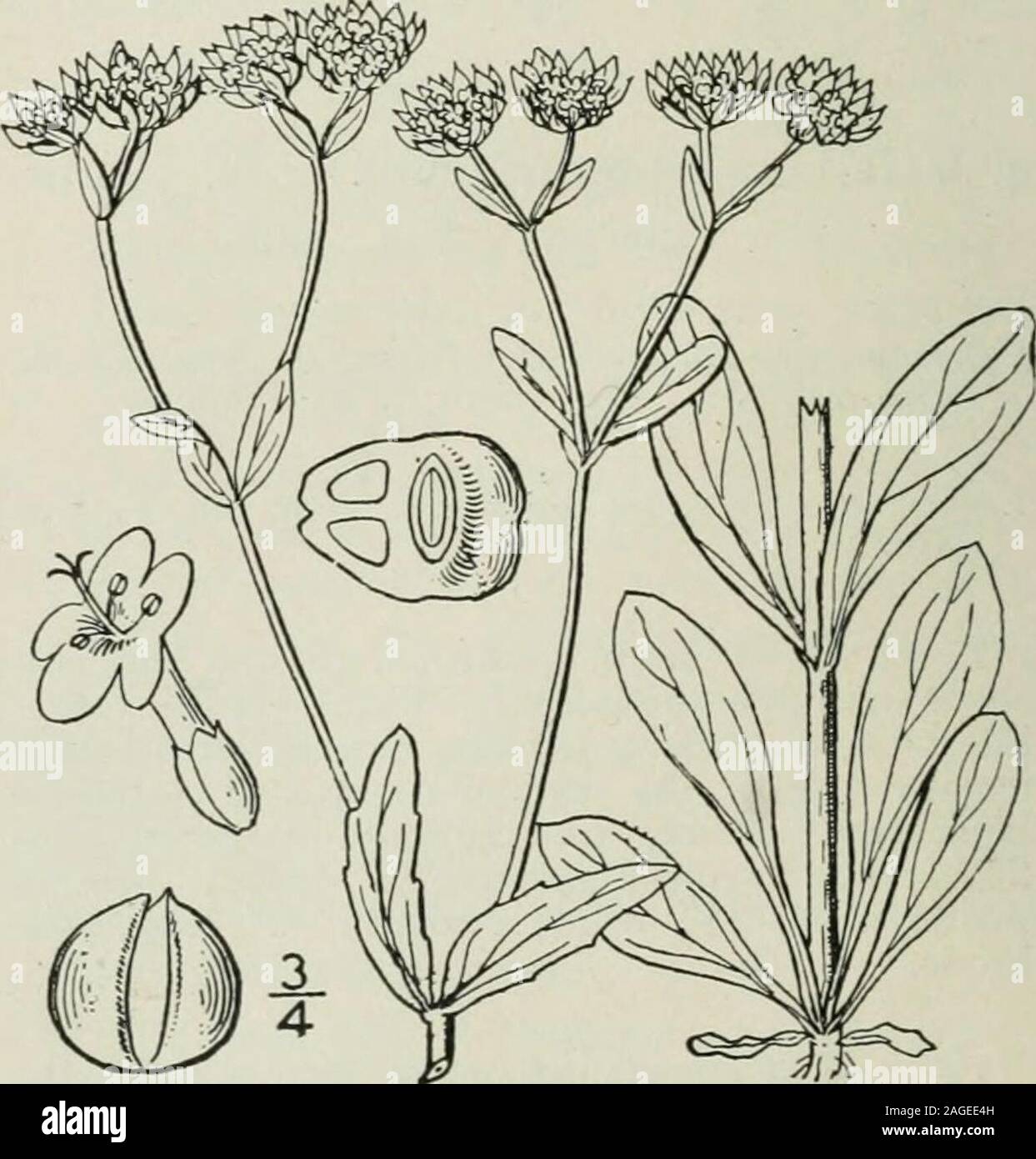 Lanceolate to oblanceolate leaves hi-res stock photography and images ...