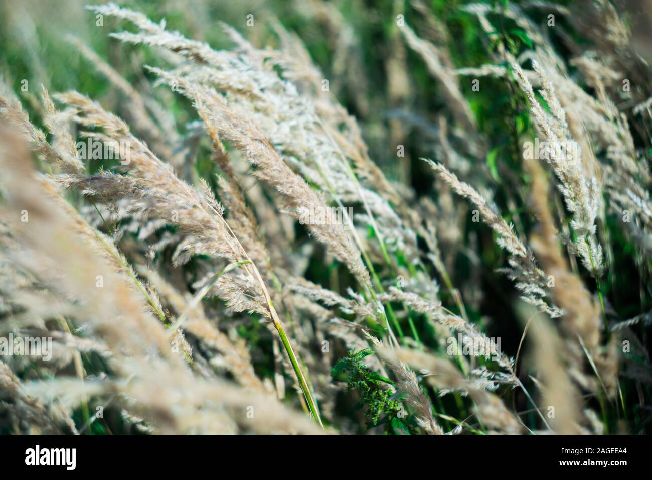 Common reed field - great for a natural wallpaper Stock Photo - Alamy