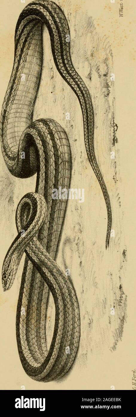 Hydrops hi-res stock photography and images - Alamy