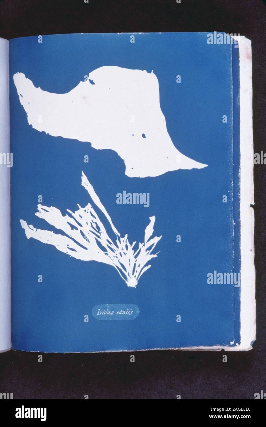 Iridæa edulis.; Iridæa edulis Stock Photo - Alamy