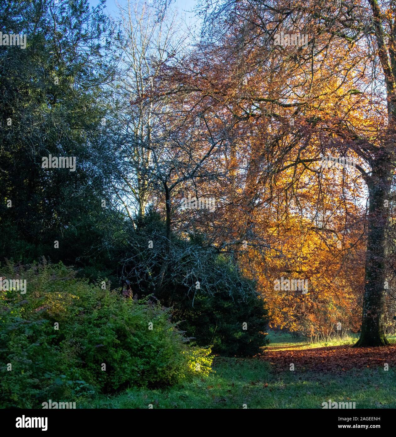 Beautiful scenery of tall trees with colorful autumn leaves- great for ...